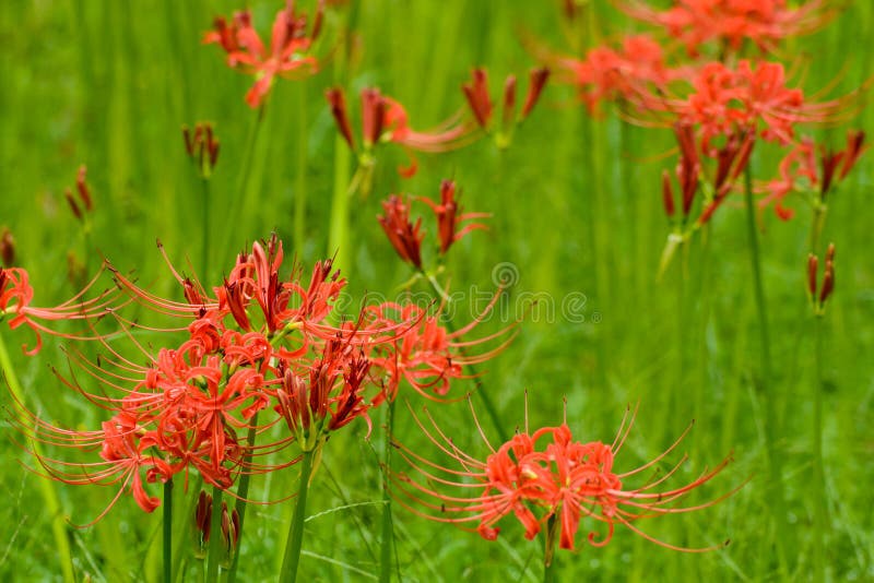 Lycoris Radiata photo stock. Image du centrales, jardin - 278054
