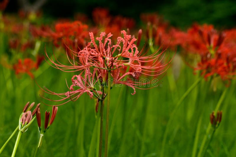 Radiata Rouge De Lycoris De Bloomimg Photo stock - Image du rouge ...