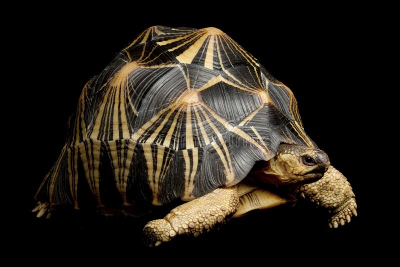 Madagascar Radiated Tortoise Shell Stock Photo - Image of tortoise ...