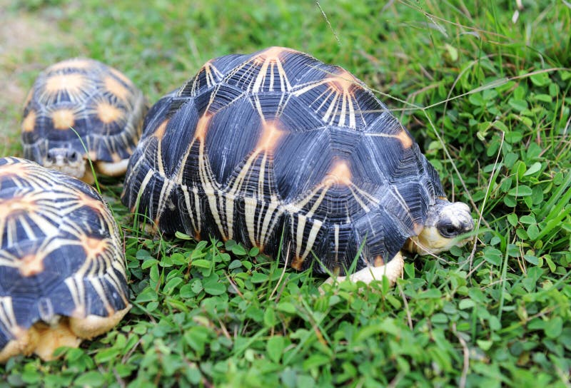 The radiated tortoise stock image. Image of slow, reptile - 17432499