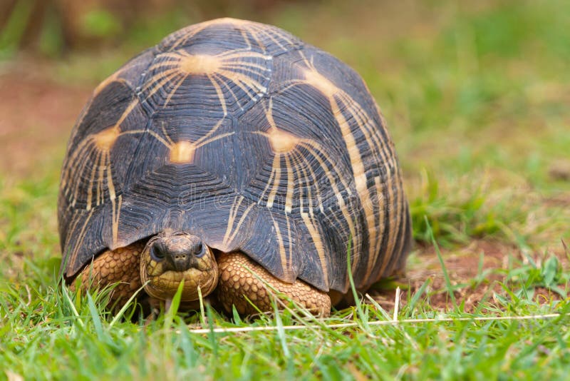 The radiated tortoise stock image. Image of radiata, climate - 17432547