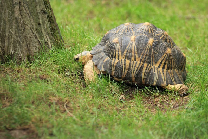 Radiated tortoise stock photo. Image of radiata, tortoise - 25752178