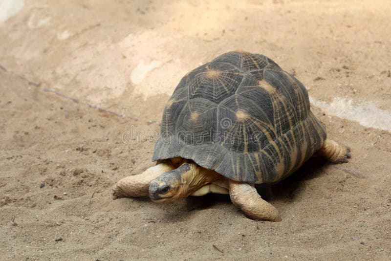 Radiated tortoise stock photo. Image of malagasy, sauropsida - 73129950