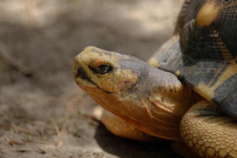 Radiated Tortoise (Astrochelys Radiata) Face in Macro Stock Photo ...