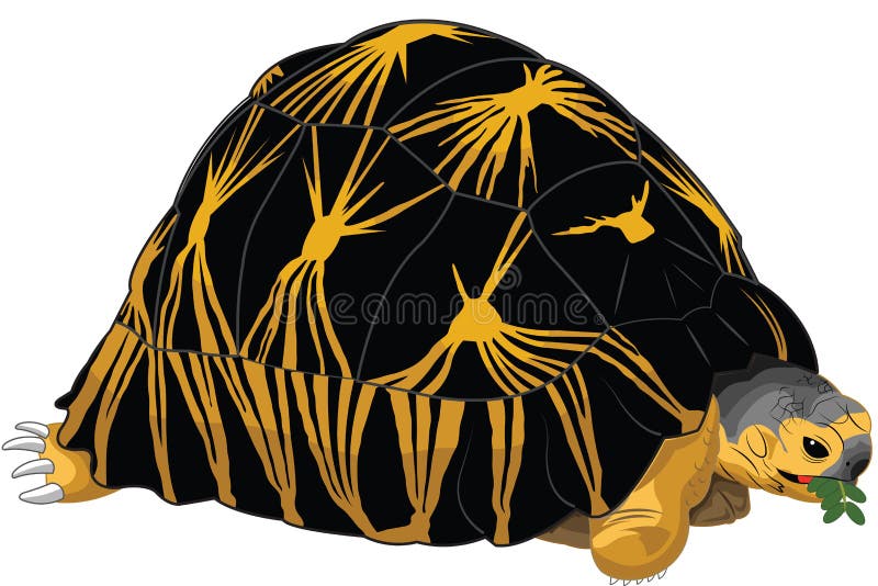 Desert Tortoise Clipart