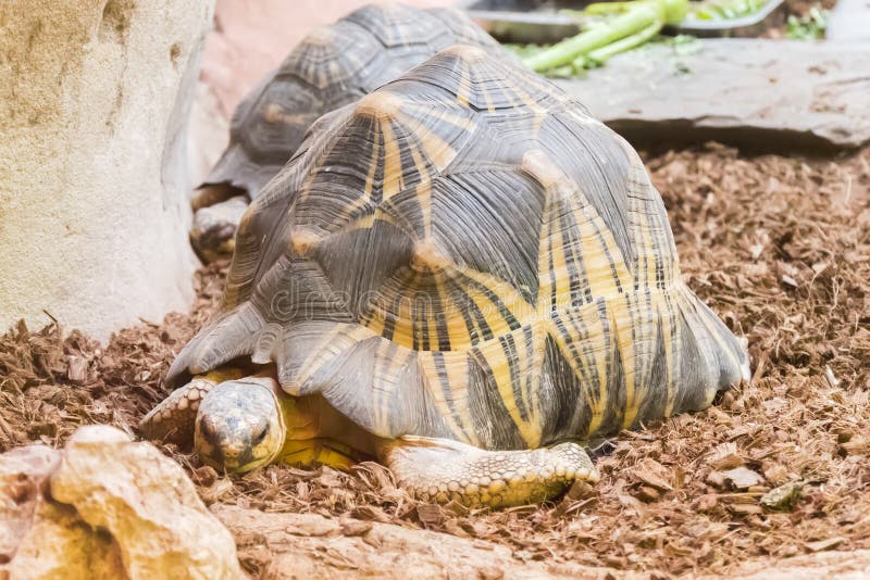 Radiated Tortoise Resting Quietly Stock Photo - Image of behavior ...