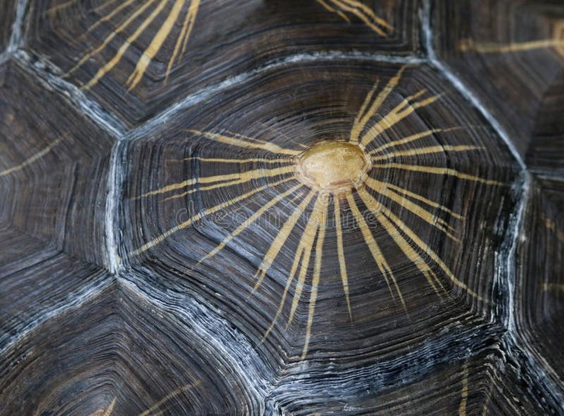 Radiated Tortoise Shell Close-Up Stock Photo - Image of tortoises ...