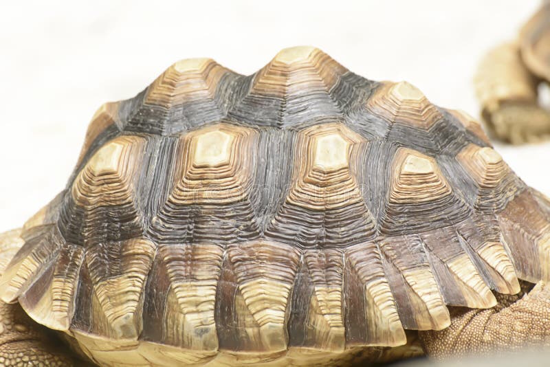 Radiated Tortoise stock image. Image of animal, nature - 60848729