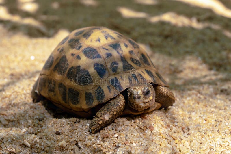 Radiated Turtle (Astrochelys Radiata),Madagascar Stock Photo - Image of ...