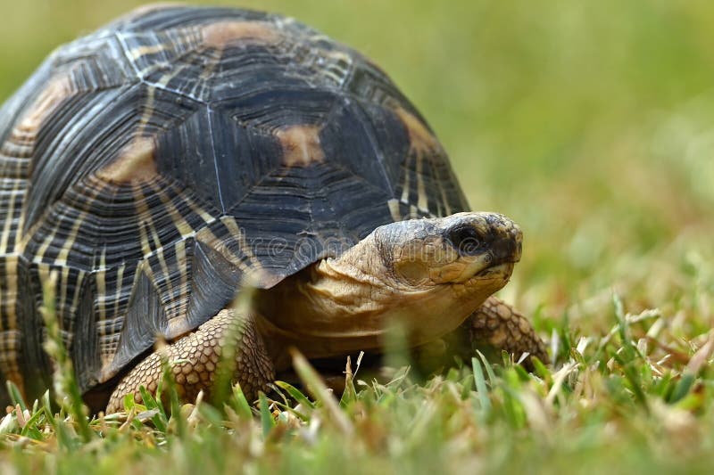 Radiated Turtle (Astrochelys Radiata),Madagascar Stock Photo - Image of ...