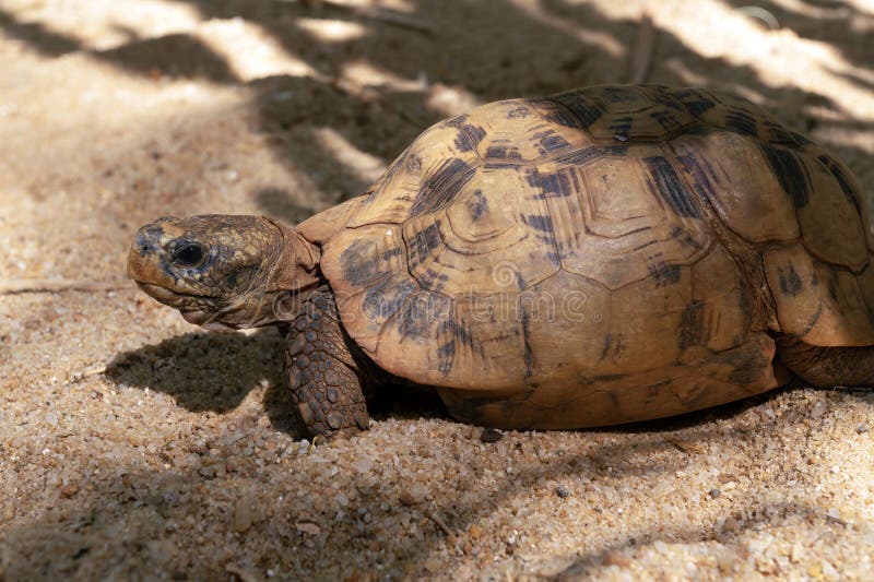 Radiated Turtle (Astrochelys Radiata),Madagascar Stock Image - Image of ...