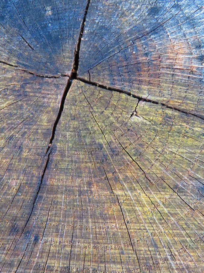 Radiating Colors on Tree Stump Stock Photo - Image of lines, black ...