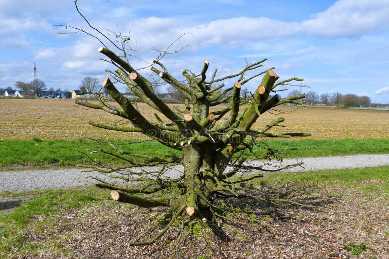 Radical Tree Pruning in Spring Stock Image - Image of season, nature ...