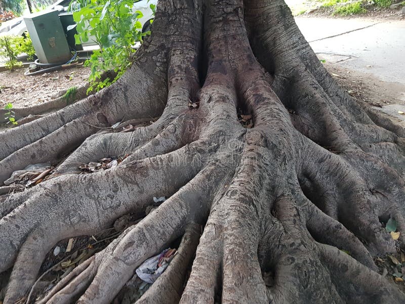 Radical/ Tree Stems/ Rootage Stock Photo - Image of rootage, radical ...