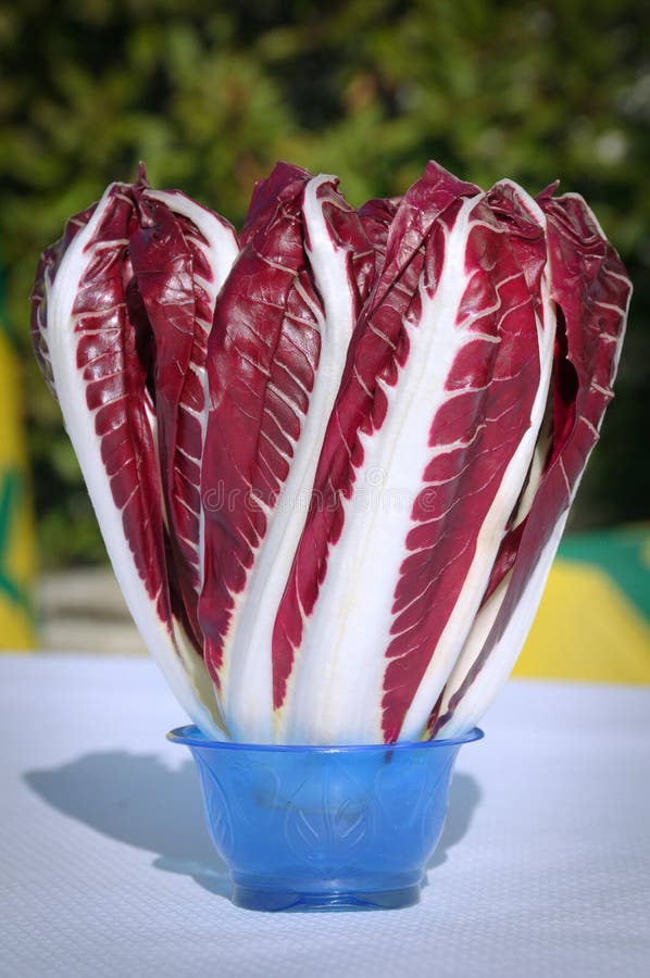 Radicchio stock image. Image of radicchio, vitamins, agriculture - 22726671