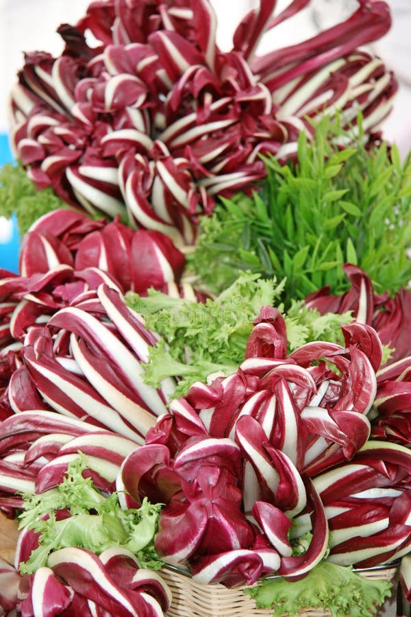 Radicchio di treviso stock photo. Image of cichorium - 35197966