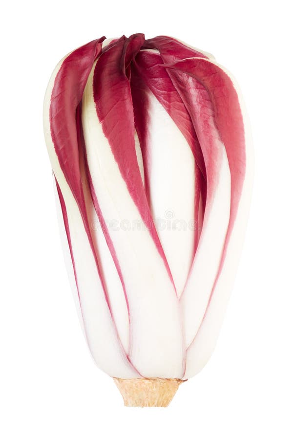 Radicchio, Red Treviso Chicory Stock Image - Image of vegetable ...