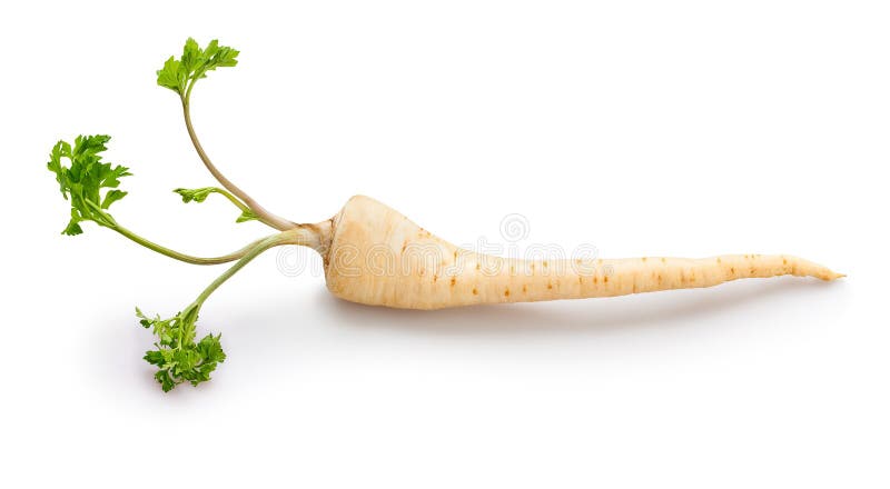 Radice del prezzemolo fotografia stock. Immagine di squisito - 63023222