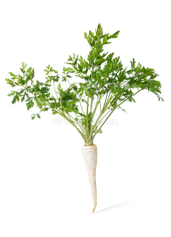 Radice Del Prezzemolo Isolata Immagine Stock - Immagine di isolato ...