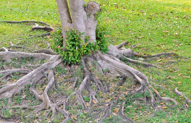Radice dell'albero fotografia stock. Immagine di giorno - 30685000