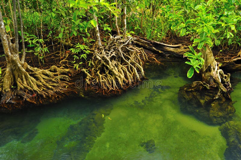 Radice Della Pianta Acquatica Immagine Stock - Immagine di vecchio ...