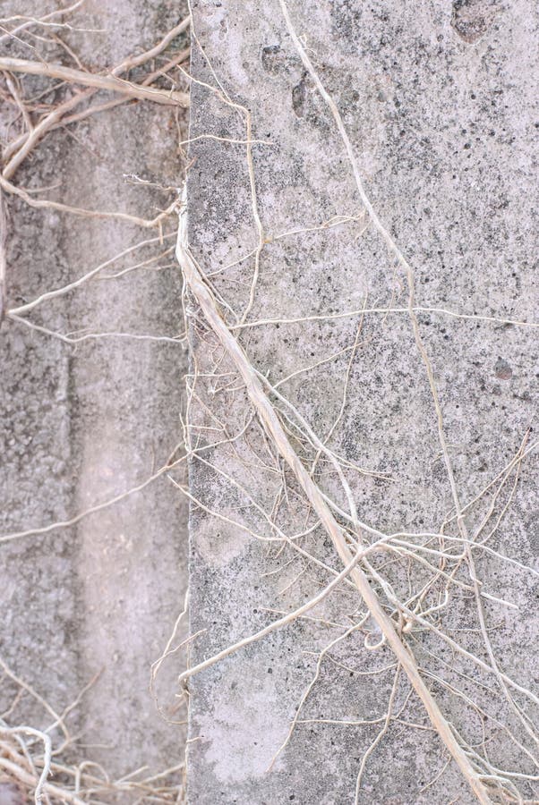 475 Photos de Radicelle - Photos de stock gratuites et libres de droits ...