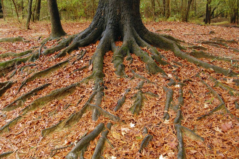 Radici immagine stock. Immagine di radici, foresta, nave - 11911467