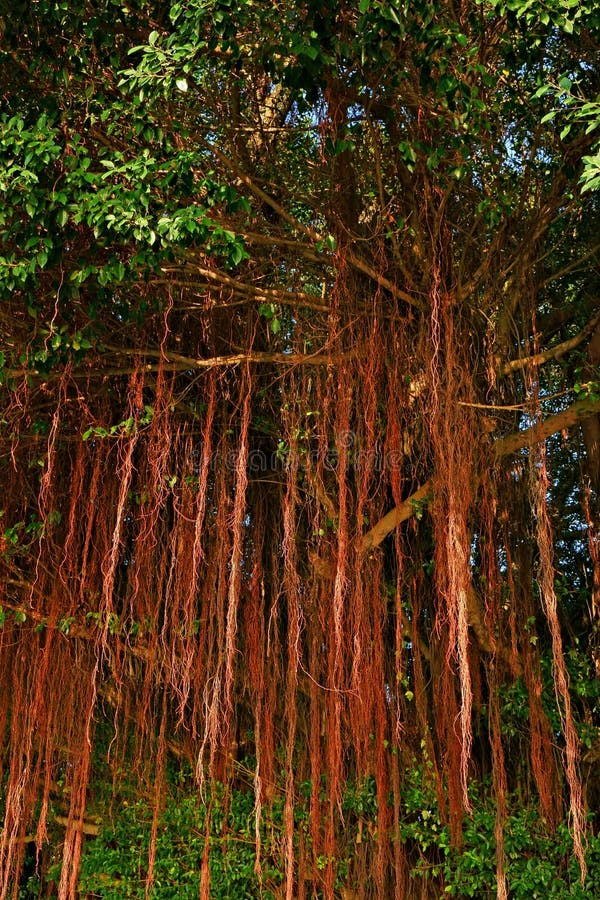 531 Radici Aeree Foto - Foto Stock Gratis e Royalty-Free da Dreamstime