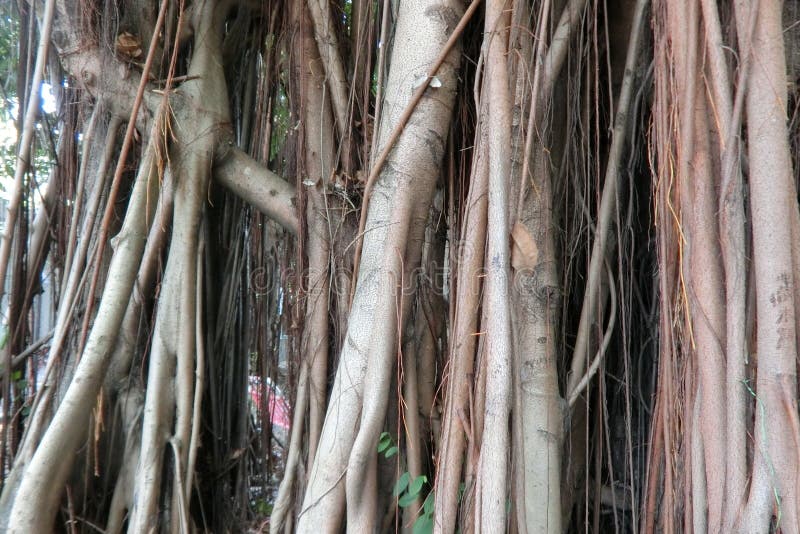 Radici Aeree Dell'albero Di Banyan Fotografia Stock - Immagine di ...