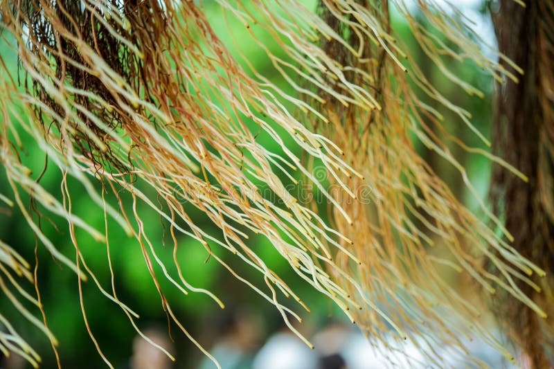 Radici Aeree Dell'albero Di Banyan Fotografia Stock - Immagine di vita ...