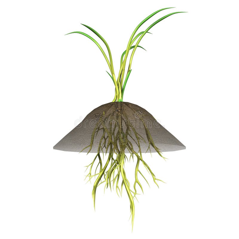 Radici avventizie illustrazione di stock. Illustrazione di botanica ...