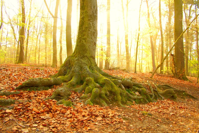 Radici dell'albero immagine stock. Immagine di grande - 1361737