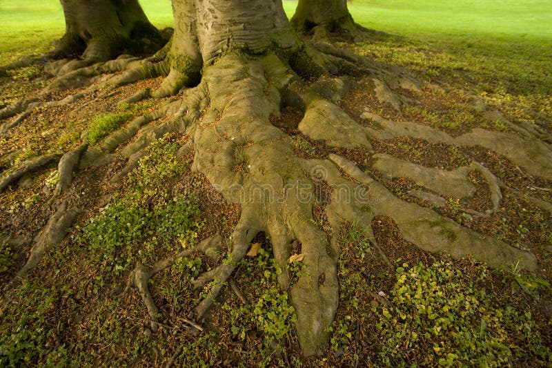 Radici dell'albero fotografia stock. Immagine di rosso - 14174266