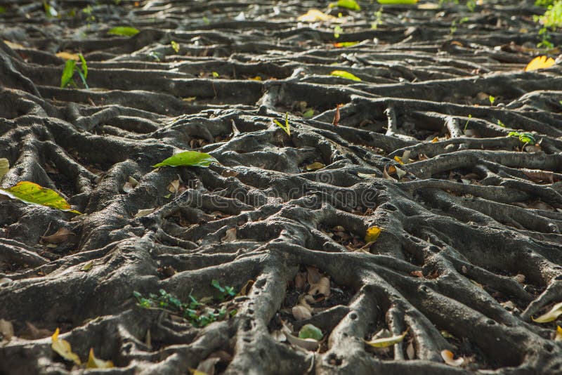 Radici Dell'albero Sul Suolo Fotografia Stock - Immagine di backgrounds ...