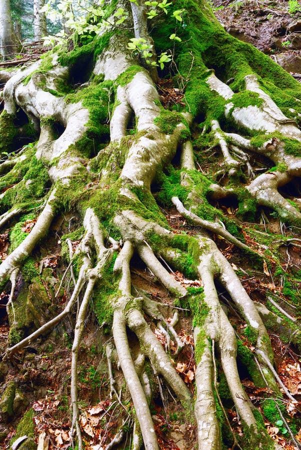 Radici di un albero fotografia stock. Immagine di foresta - 15255836