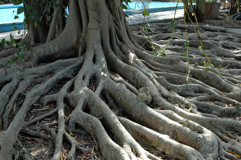 Radici Di Un Albero Nel Terreno Fotografia Stock - Immagine di timore ...