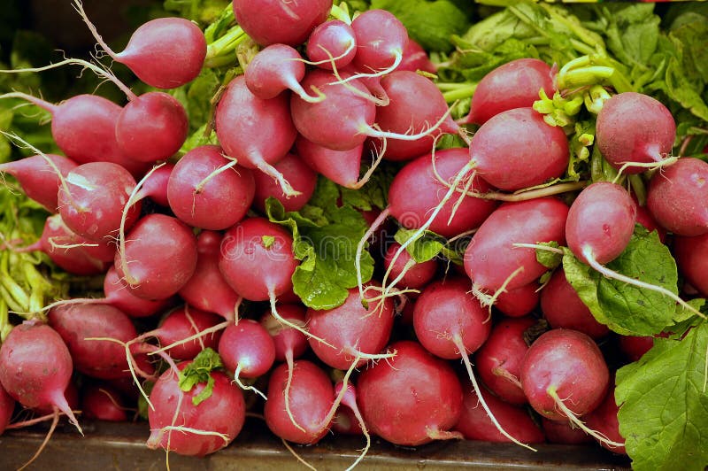 Radijs stock afbeelding. Image of salade, organisch, voedsel - 15445175