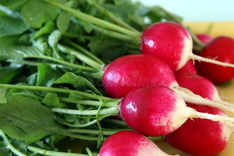 Radijs stock foto. Image of bladeren, gewas, plantaardig - 9219410