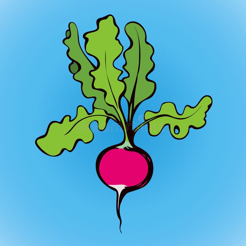 Radijs De Uit De Vrije Hand Van De Tekeningsillustratie Stock ...