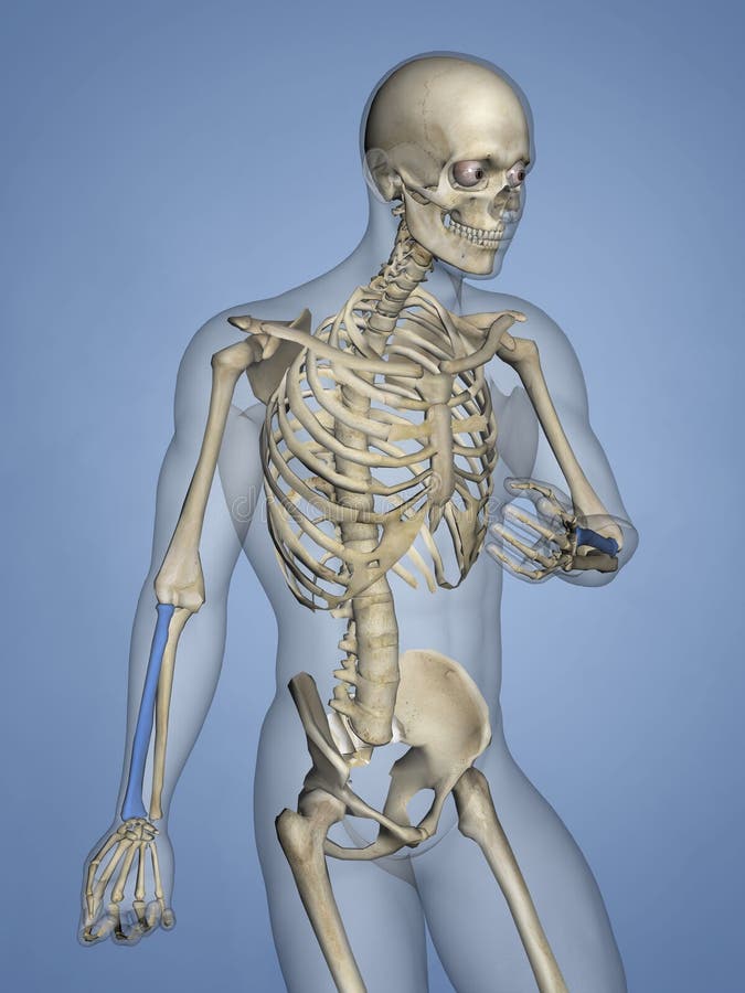 Radio, Esqueleto Humano, Modelo 3D Stock de ilustración - Ilustración ...