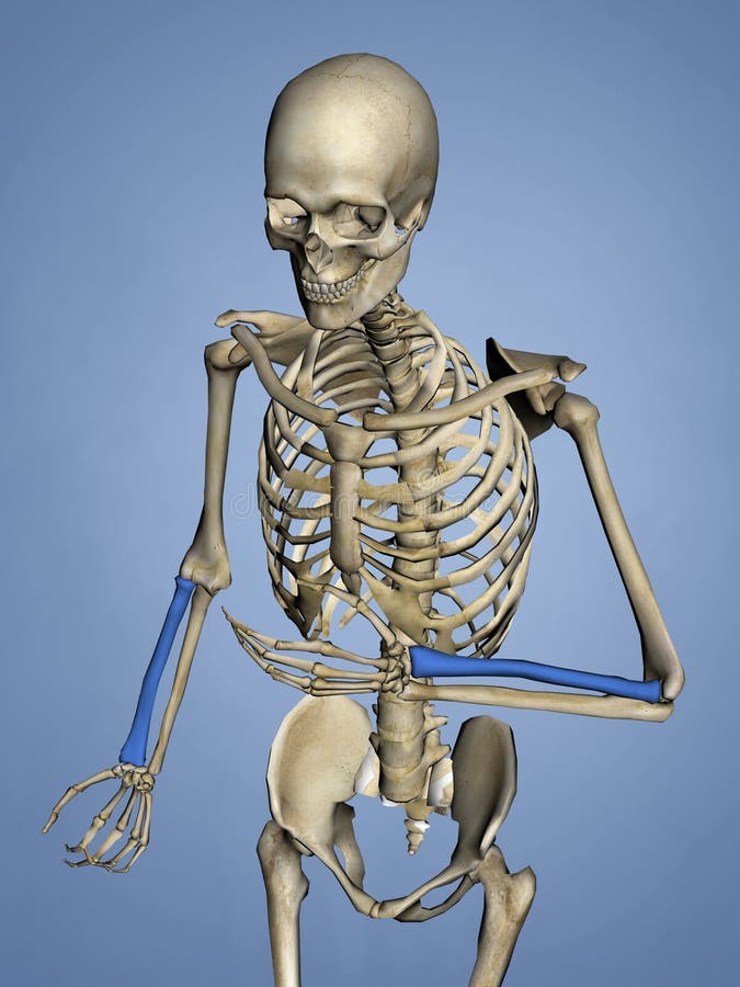 Radio, Esqueleto Humano, Modelo 3D Stock de ilustración - Ilustración ...