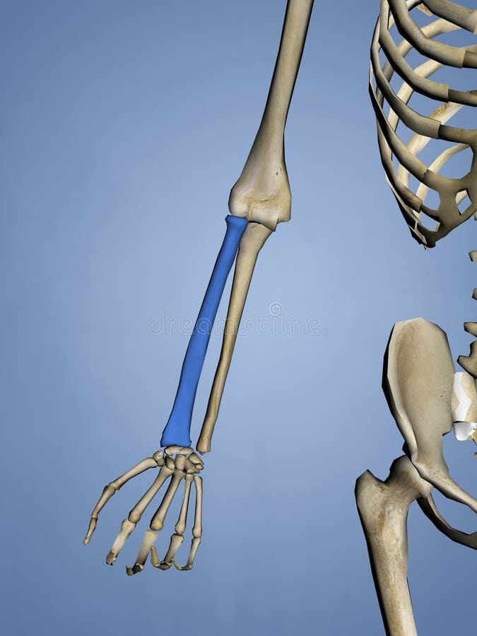 Radio, Esqueleto Humano, Modelo 3D Stock de ilustración - Ilustración ...