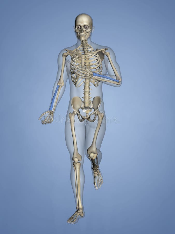 Radio, Esqueleto Humano, Modelo 3D Stock de ilustración - Ilustración ...