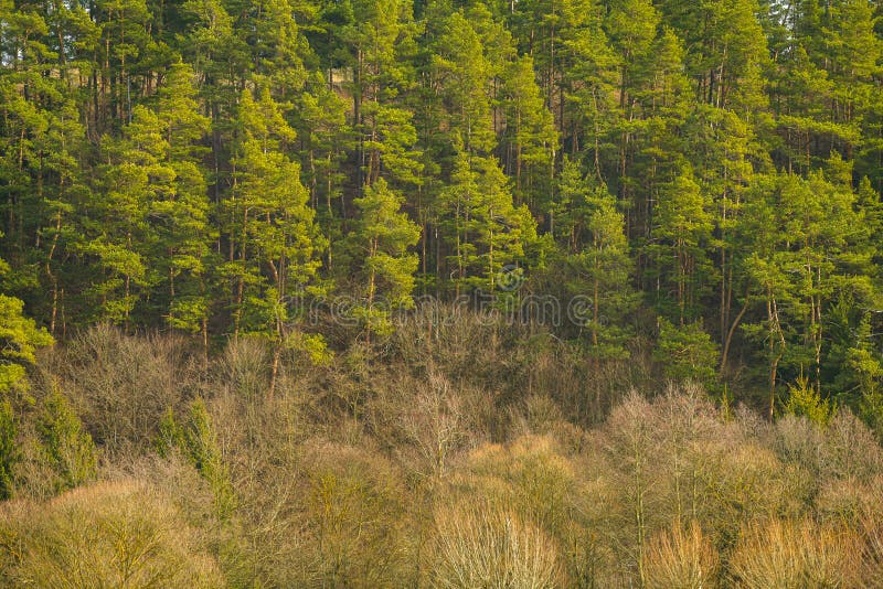 Radiography of the Forest. Different Types of Trees in Autumn Landscape ...