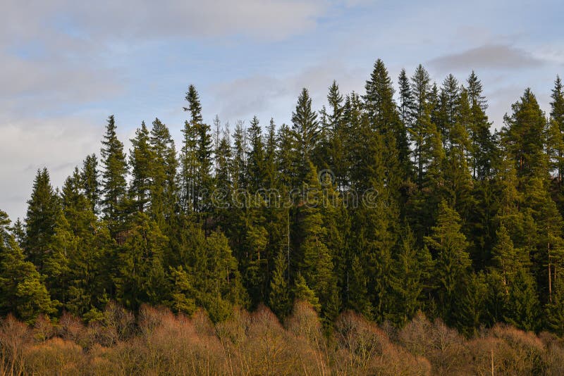 Radiography of the Forest. Different Types of Trees in Autumn Landscape ...