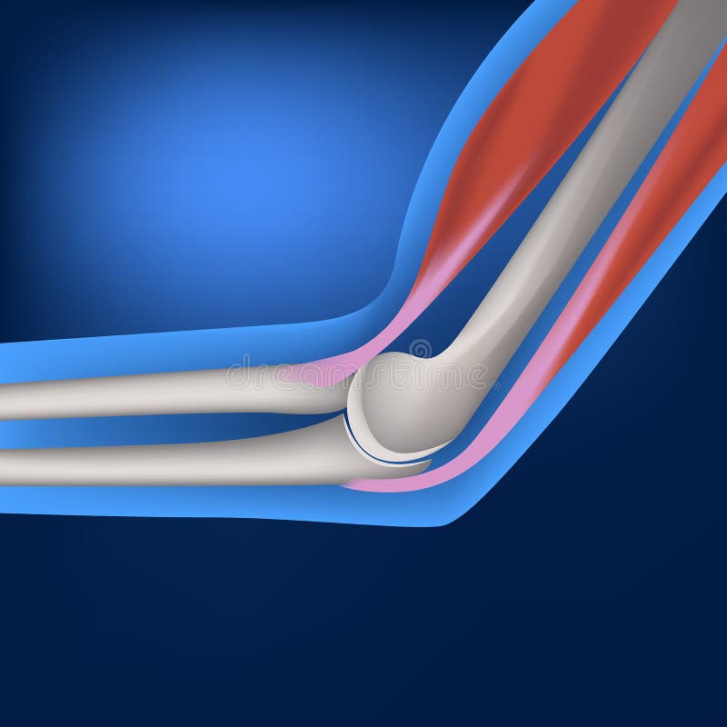 Bent Elbow Joint Stock Illustrations – 35 Bent Elbow Joint Stock Illustrations, Vectors ...