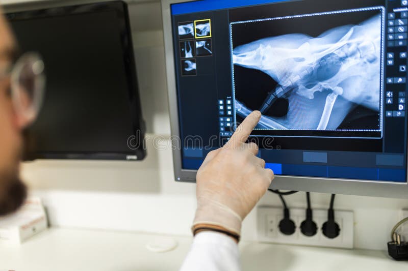 A Radiologist Looks at an X-ray Image Stock Photo - Image of lifestyle ...
