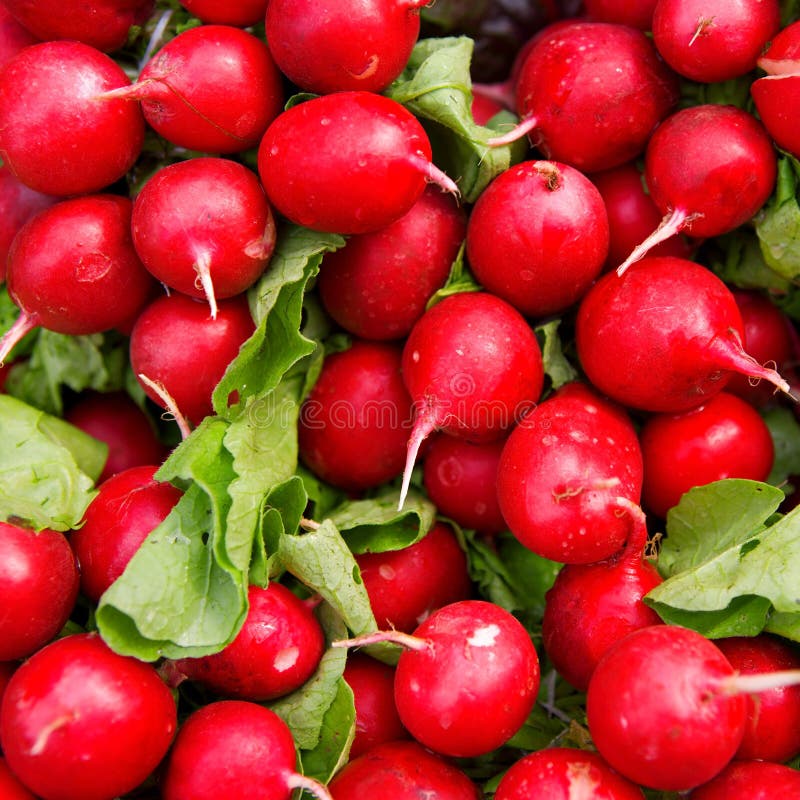 Radis rouge image stock. Image du mûr, nourriture, certains - 14157167
