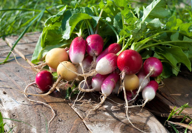 Radis Vert Et Rouge De Vintage Photo stock - Image du cordon, organique ...