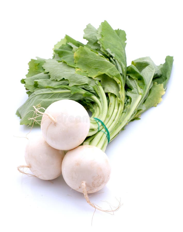Radis blanc photo stock. Image du légumes, organique - 25316920